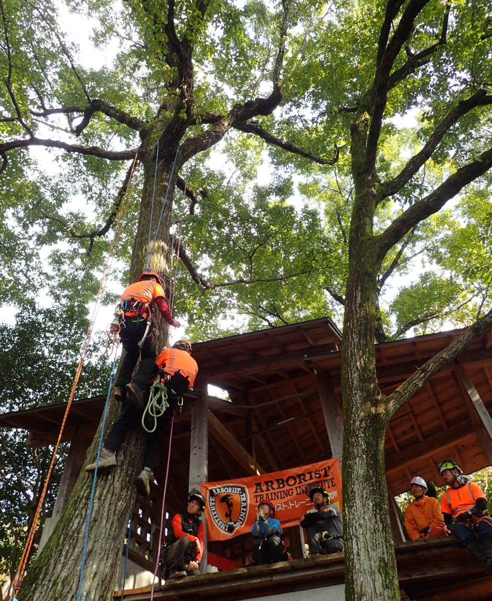 樹上のレスキュー TARS-1（Tree Aerial Rescue ＆ Safety）講習 – モリノス