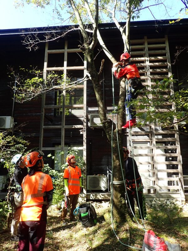 アーボリストへの道Basic Arborist Training-2（BAT-2) – モリノス