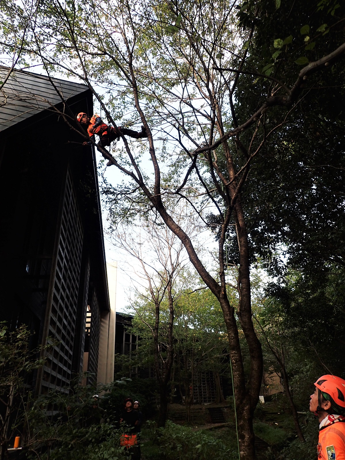 アーボリストへの道Basic Arborist Training-2（BAT-2) – モリノス