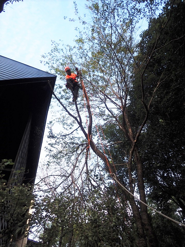 アーボリストへの道 Basic Arborist Training 3A – モリノス