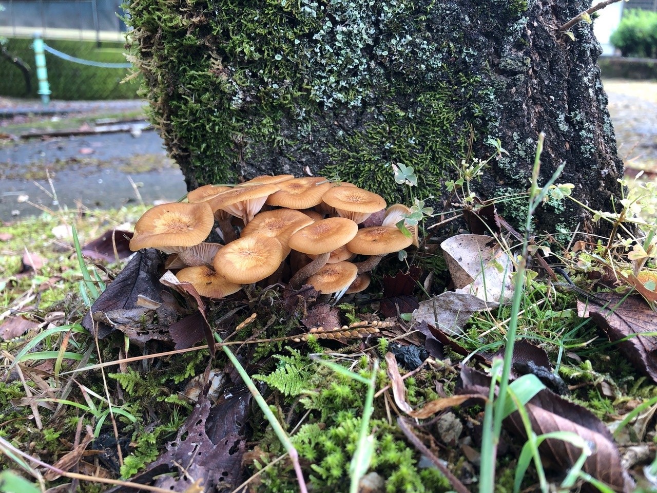 【小学生以上】アカデミー教員プログラム 秋のきのこを見つけちゃおう！ – モリノス