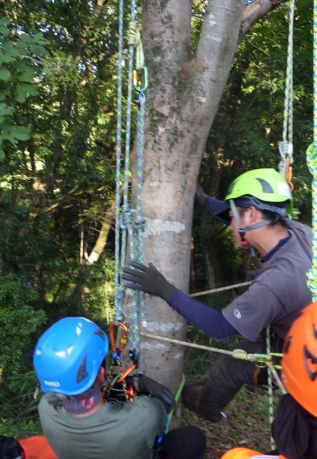 TARS-1 ：Tree Aerial Rescue and Safety level-1 – モリノス